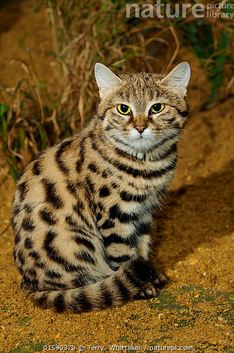 Stock photo of Black-footed cat (Felis nigripes) captive, occurs in ...