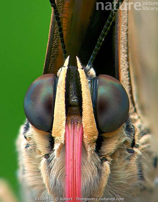 Stock photo of ** Shoemaker butterfly (Prepona omphale) portrait ...