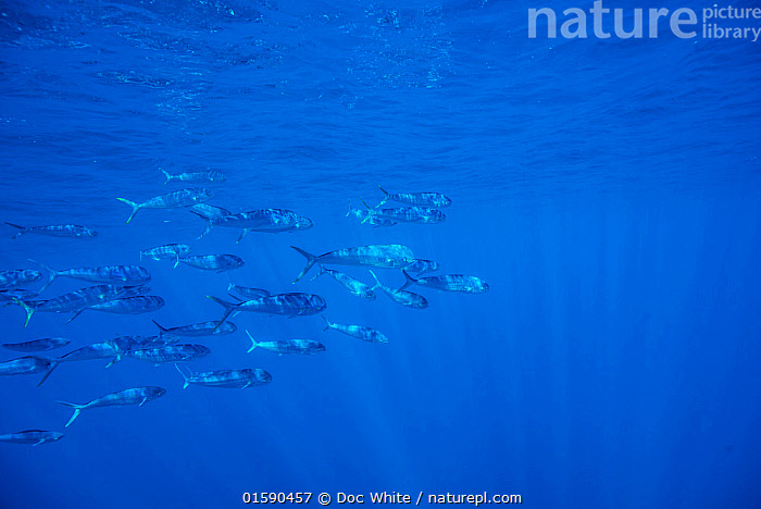 Stock photo of Mahi mahi (Coryphaena hippurus) shoal, Eastern Pacific ...