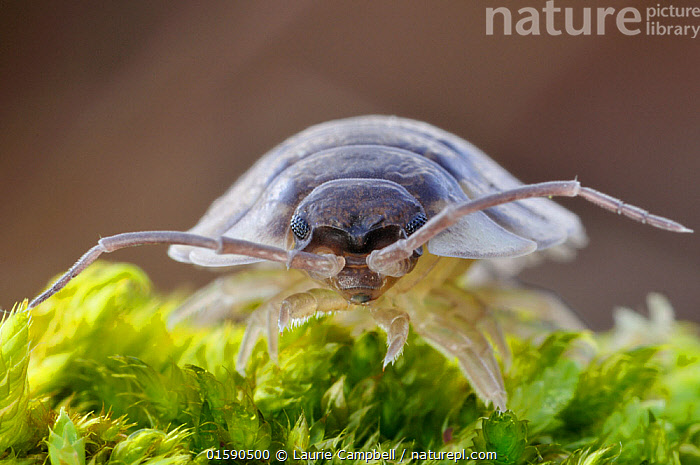 Stock photo of Common / Shiny woodlouse (Oniscus asellus) on moss ...