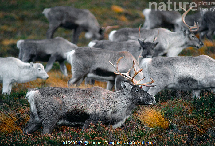 Stock photo of Reindeer (Rangifer tarandus) reindeer in rainy weather ...