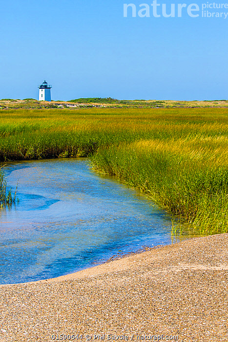 Stock photo of Salt marsh cord grass (Spartina alterniflora) on shore ...