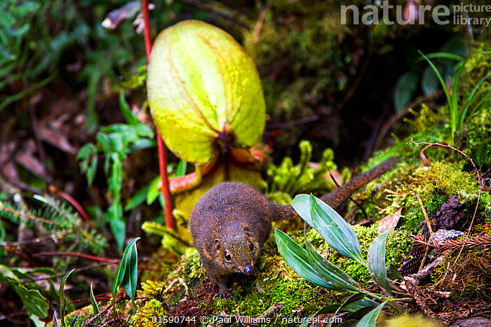 Stock photo of Mountain tree shrew (Tupaia montana) feeding on nectar ...