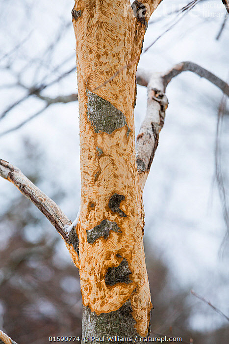 Stock photo of Bite marks on a tree caused by a North American ...
