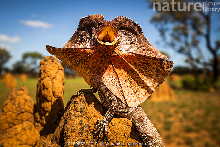 Stock photo of Frill-neck Lizard (Chlamydosaurus kingii), displays on a ...