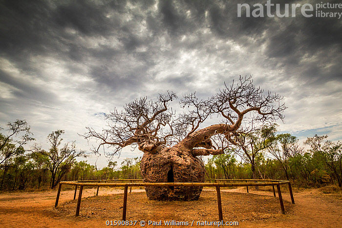 Stock photo of Boab or Australian Baobab tree (Adansonia gregorii) the ...