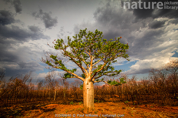 Stock photo of Boab or Australian baobab tree (Adansonia gregorii) in ...