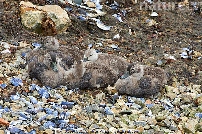 Stock photo of Falklands steamer duck (Tachyeres leucocephalus) brood ...