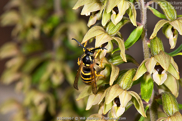 Stock photo of Tree wasp (Dolichovespula sylvestris) male pollinating ...