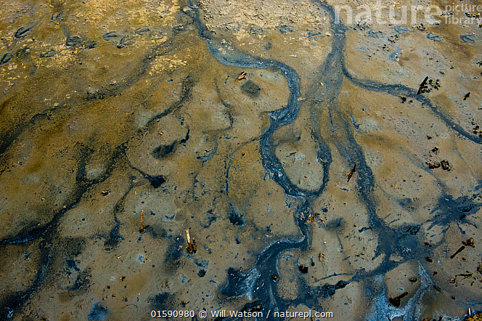 Stock photo of Anoxic mud with Cynobacteria and rivulets of black ...