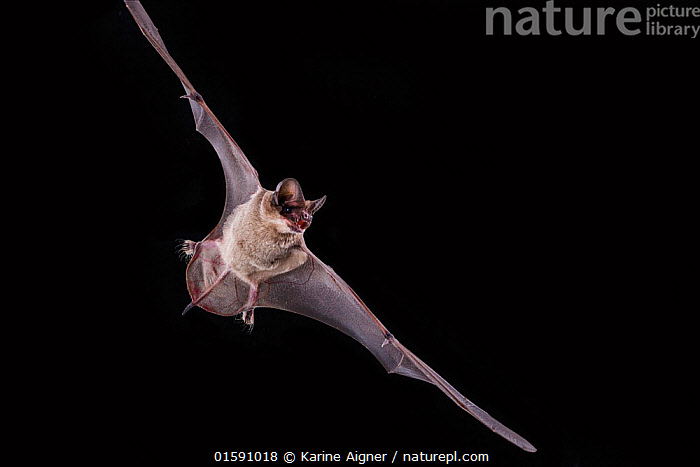 Stock photo of Mexican Free-Tailed Bat (Tadarida brasiliensis) in ...