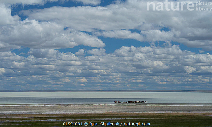 Stock photo of Lake Barun-Torey, Daurian Nature Reserve. Daurian ...