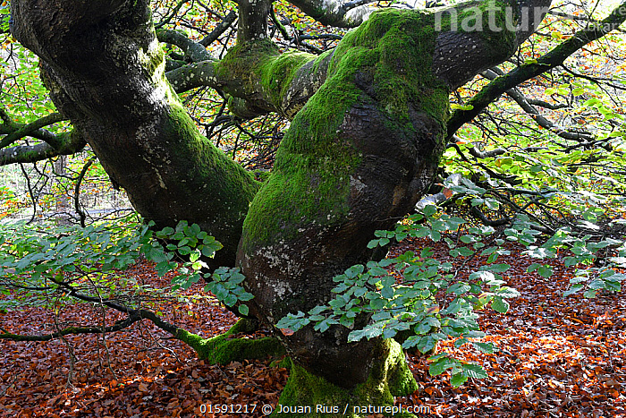 Stock photo of Twisted beech trees (Fagus sylvatica var. tortuosa) in ...