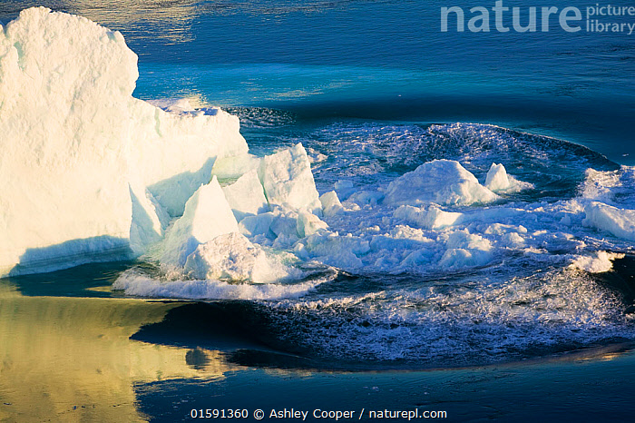 Stock photo of Arched Iceberg collapsing into the sea, calved from the Jacobshavn glacier ...