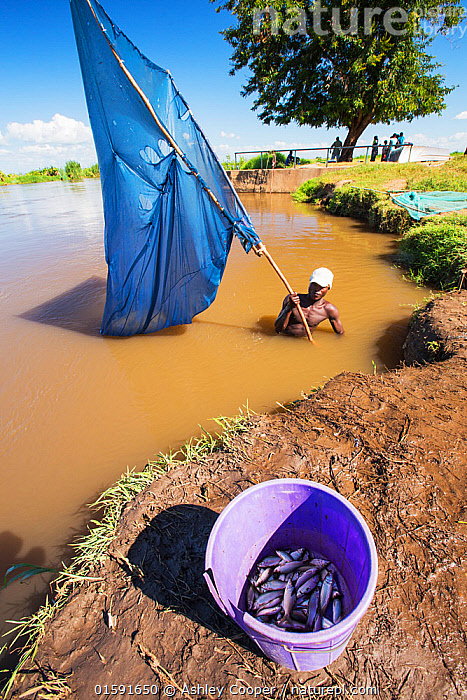 Stock photo of A fisherman catching small fish in the Shire river in ...