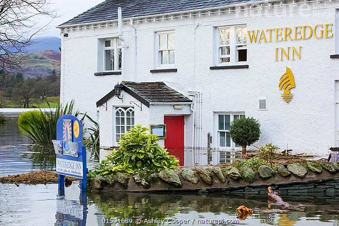 Stock photo of The Wateredge Inn surrounded by flood water after Lake ...