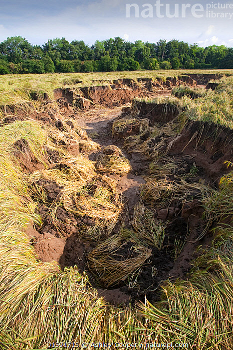 Stock photo of Large gully cut into field created by water from the ...