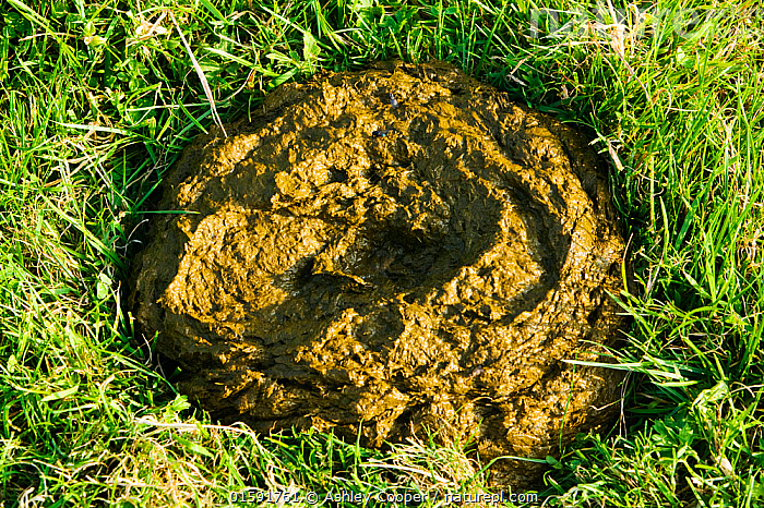 Stock photo of Cow pat in a field.. Available for sale on www.naturepl.com