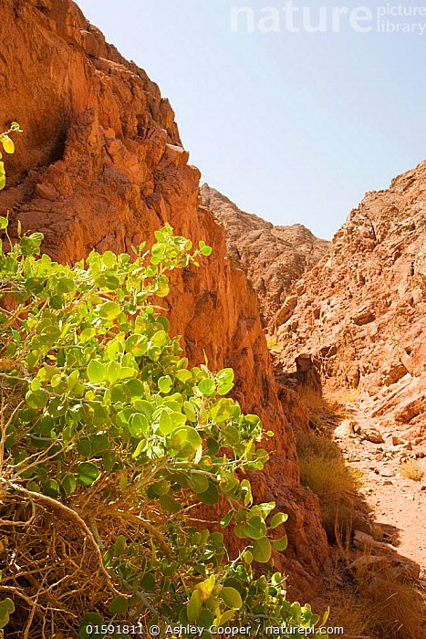 Stock photo of Drought resistant wild fig (Ficus) growing in Sinai ...