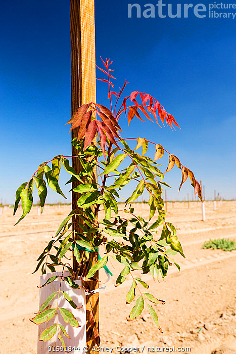 Stock photo of Fruit tree planted during drought which lasted between ...