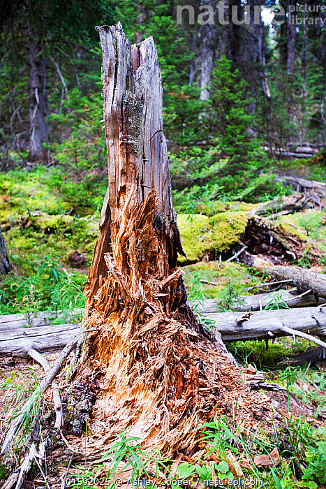Stock photo of Rotting tree stump in forest in Johnsons Canyon in the ...