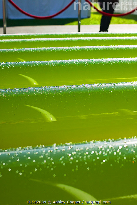 Stock photo of AlgaeLink, an algae growing system used to produce ...