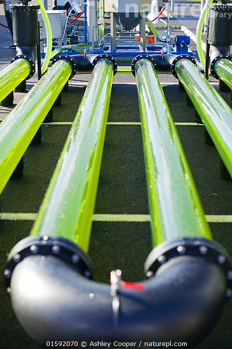 Stock photo of AlgaeLink, an algae growing system used to produce ...