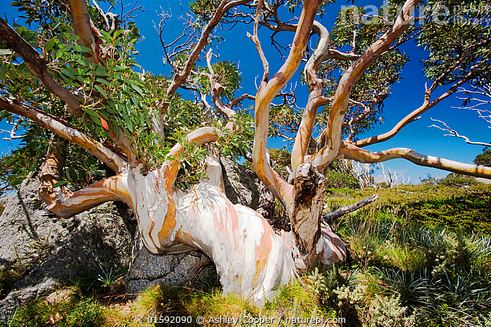 Stock photo of Snow Gum trees in the Snowy Mountains, Australia ...