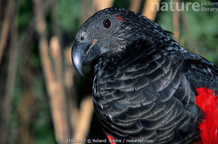 Stock photo of Pesquet's parrot (Psittrichas fulgidus) portrait captive ...
