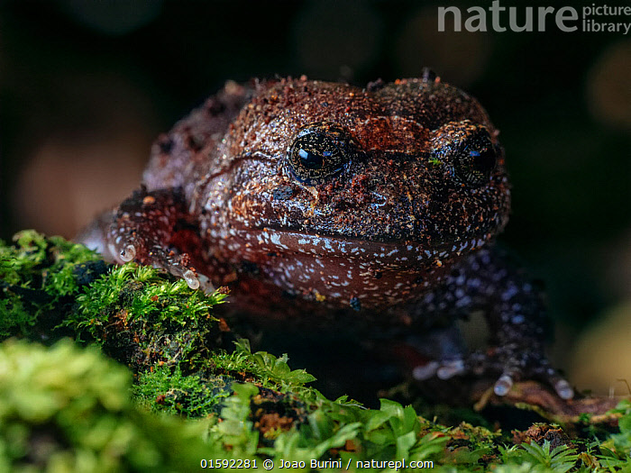 Stock photo of Frog (Cycloramphus acangatan) vulnerable frog species ...