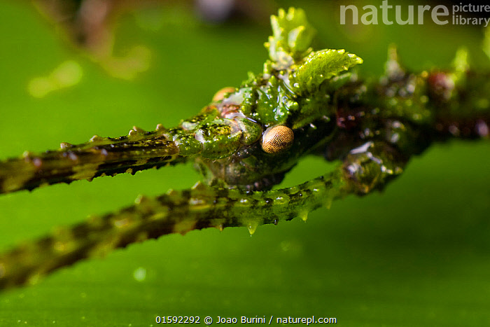 Stock photo of Stick bug (Ceroys sp.). with a mossy camouflage. South ...