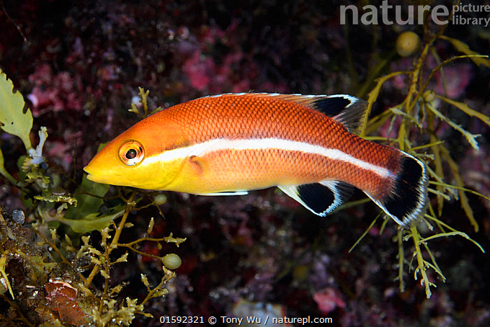 Stock photo of Asian sheepshead wrasse (Semicossyphus reticulatus ...