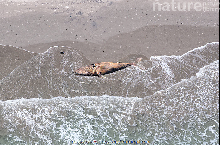 Stock photo of Aerial view of dead Humpback whale (Megaptera ...
