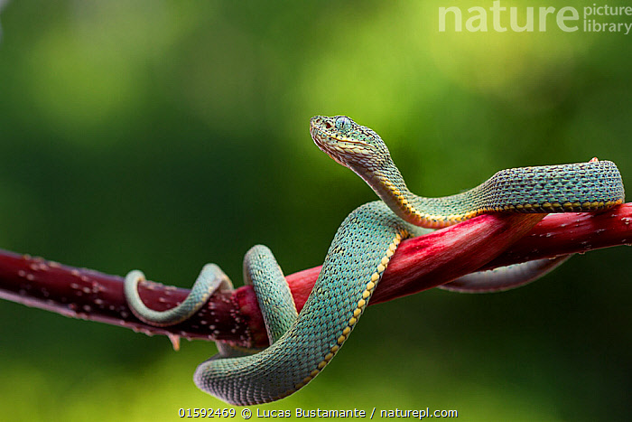 Stock photo of Green jararaca / Two striped forest pit viper ...
