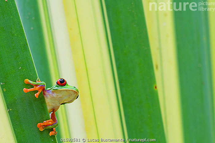 Stock photo of Misfit / Jumping leaf frog (Agalychnis saltator) looking ...