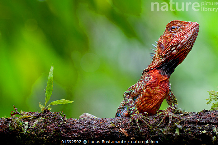 Stock photo of Amazon wood lizard / Guichenot's dwarf iguana ...