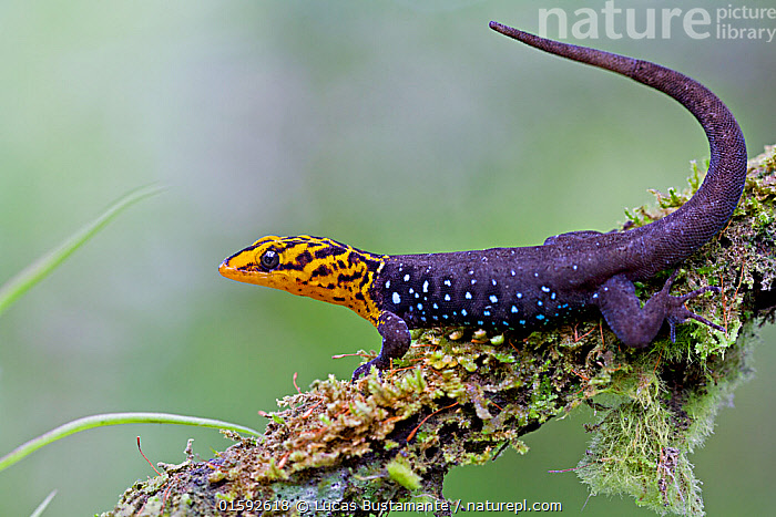Stock photo of Shieldhead gecko (Gonatodes caudiscutatus) on branch ...