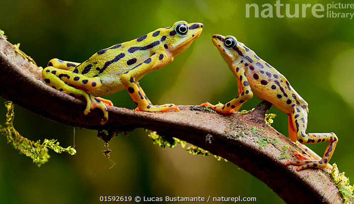 Stock photo of Rio pescado harlequin toad (Atelopus balios) pair on ...