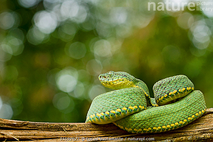 Stock photo of Two striped forest pitviper (Bothriopsis bilineata ...