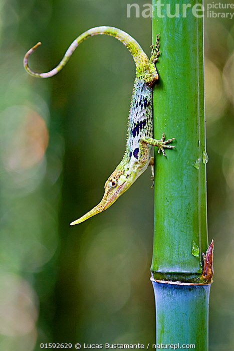 Stock photo of Pinocchio lizard (Anolis proboscis) male on stem, Mindo ...
