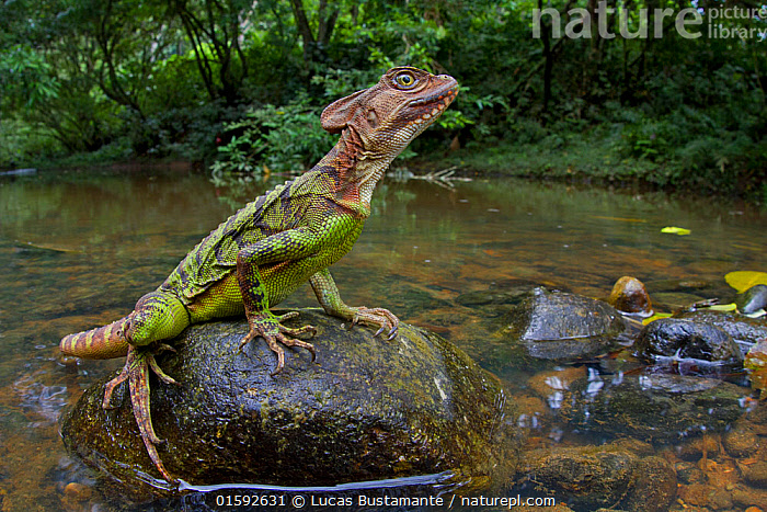 Stock photo of Common basilisk (Basiliscus basiliscus) on rock in river ...