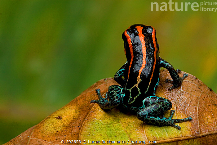 Stock photo of Reticulated poison frog (Ranitomeya ventrimaculata) on ...