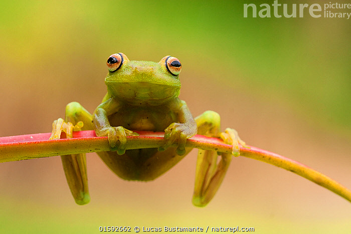 Stock photo of Ashy tree frog (Hypsiboas cinerascens) on leaf, Yasuni ...