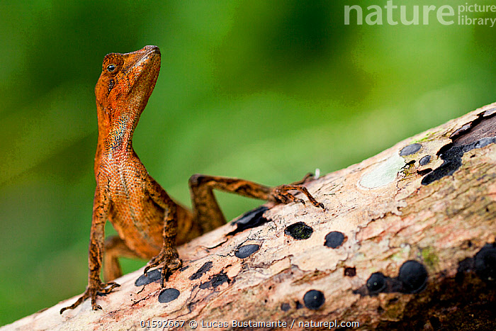 Stock photo of Yellow-tongued / Dim anole (Anolis scypheus) on log ...