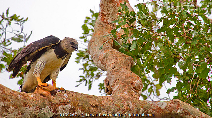 Stock photo of Harpy eagle (Harpia harpyja) with dead Sloth prey on branch, Tambopata ...