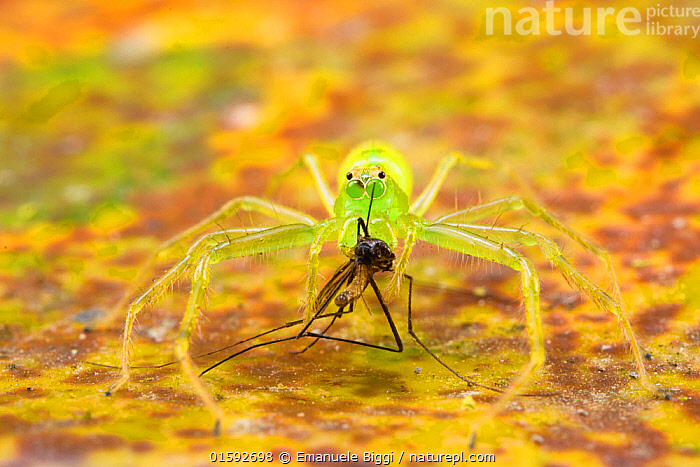 Stock photo of Magnolia green jumping spider (Lyssomanes viridis) with ...