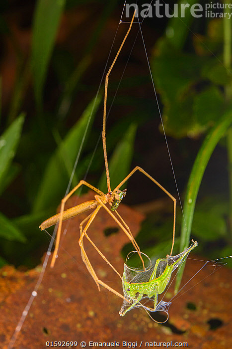 Stock photo of Ogre faced spider (Deinopis sp.) with prey wrapped in ...