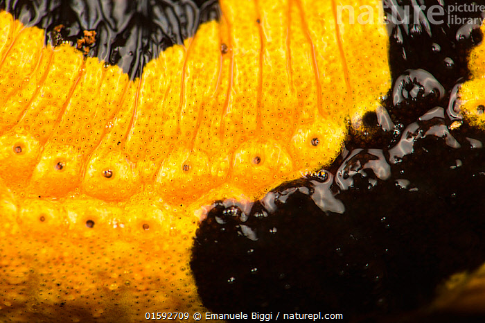 Stock photo of Fire salamander (Salamandra salamandra) close up of skin ...