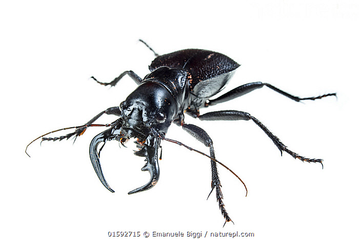 Stock photo of Tiger beetle (Manticora sp.), captive. Available for ...