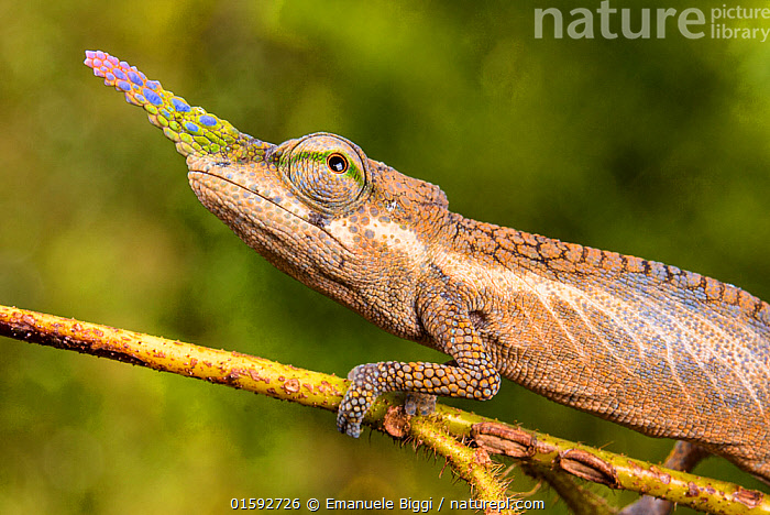 Stock photo of Lance-nosed chameleon (Calumma gallus), Andasibe ...